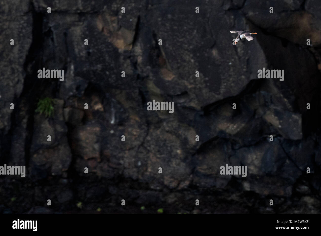 puffin, Fratercula arctica, Faeroese Stock Photo - Alamy