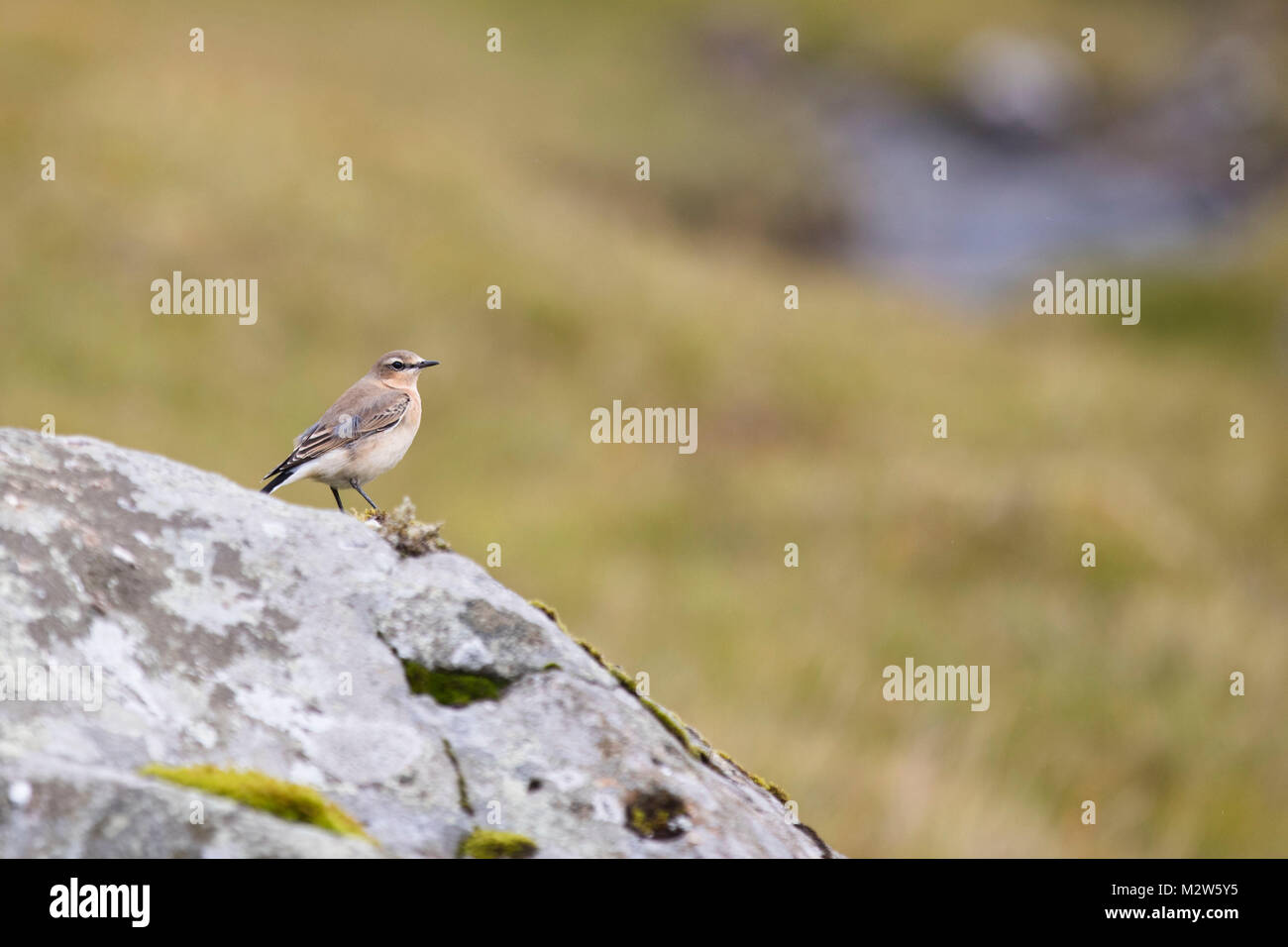 Common Wheatear High Resolution Stock Photography and Images - Alamy