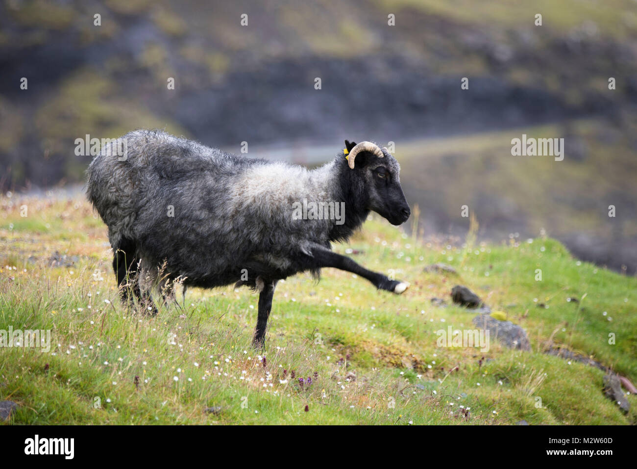 Faeroese islands hi-res stock photography and images - Alamy