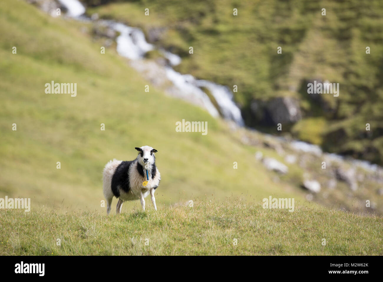 Faroes, sheep, waterfall Stock Photo - Alamy