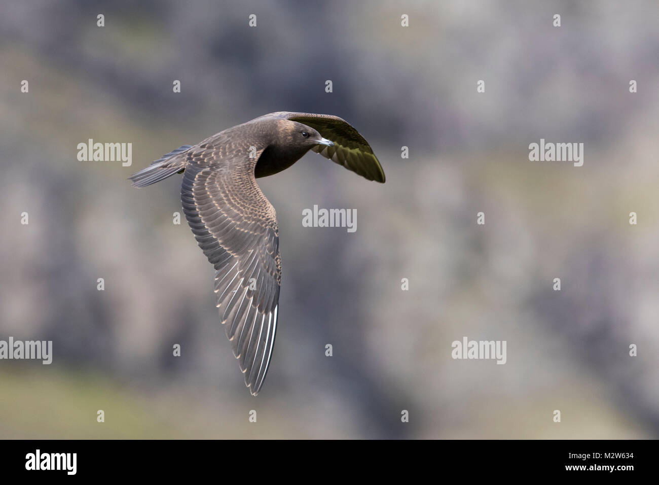 Arctic skua, Stercorarius parasiticus, juvenil plumage Stock Photo - Alamy