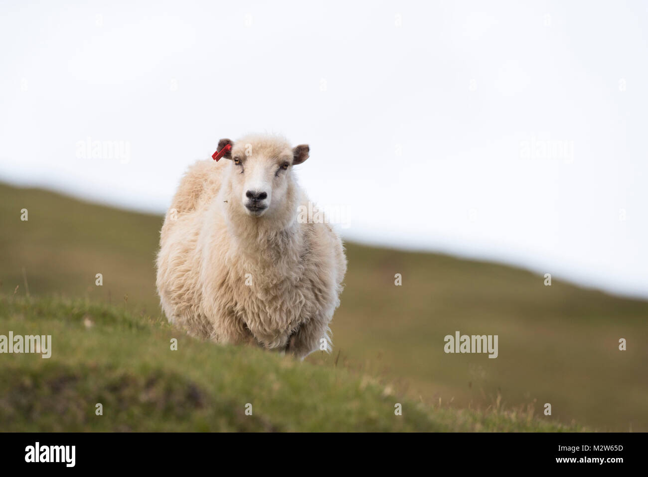 Faeroese islands hi-res stock photography and images - Alamy