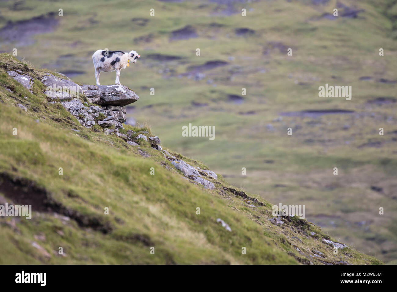 Faeroese islands hi-res stock photography and images - Alamy
