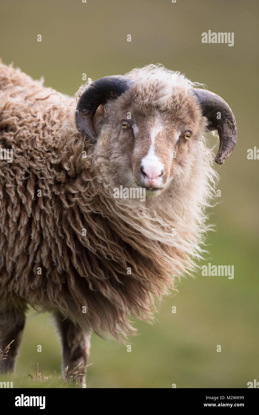 Faeroese islands hi-res stock photography and images - Alamy