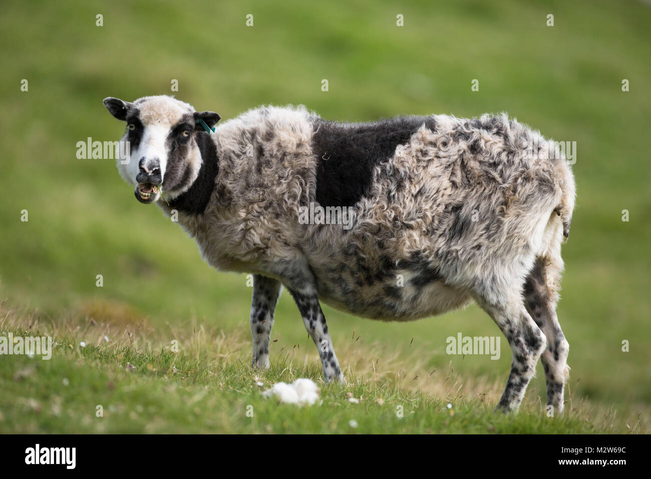 Faeroese islands hi-res stock photography and images - Alamy