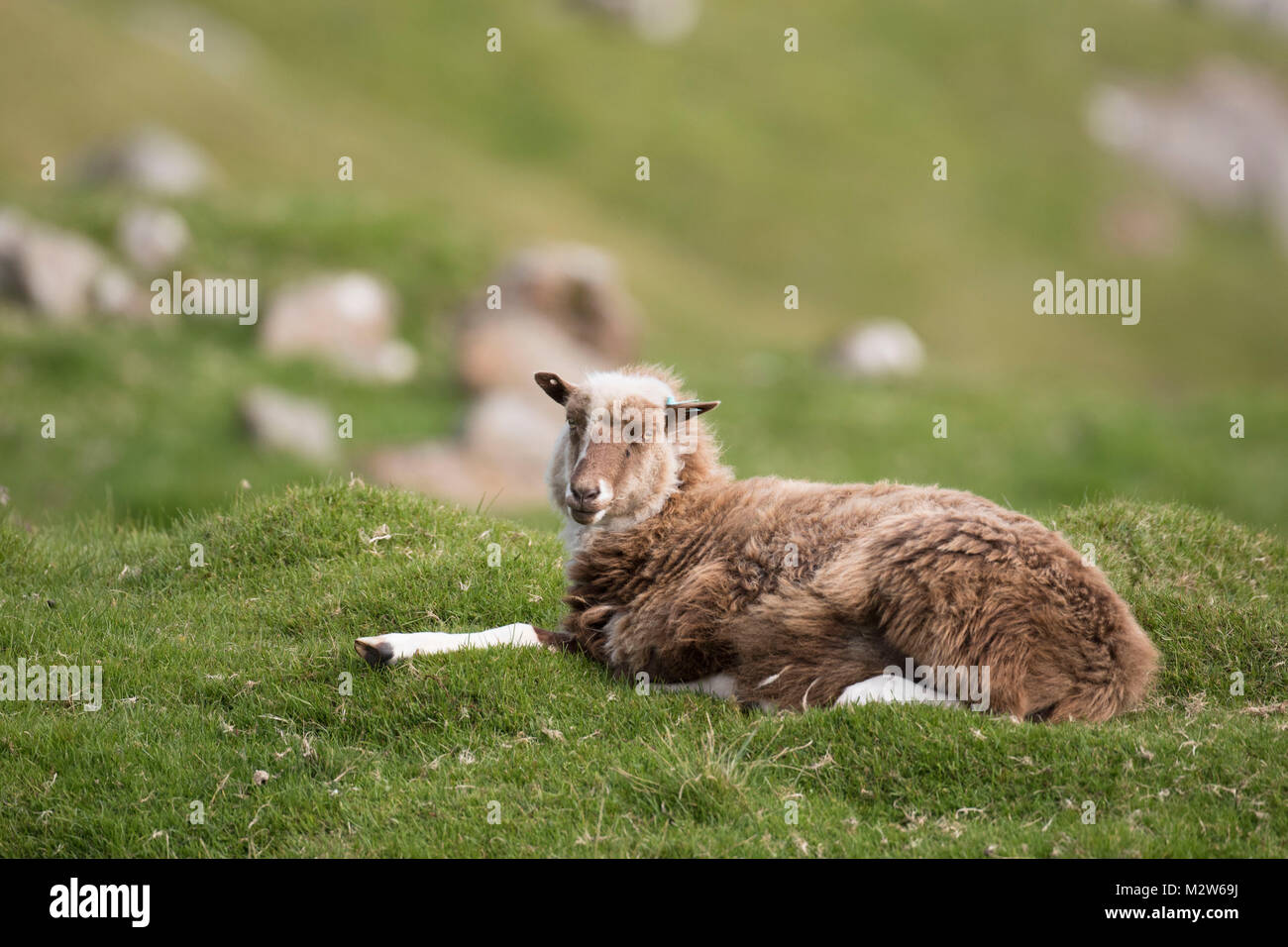 Faeroese islands hi-res stock photography and images - Alamy
