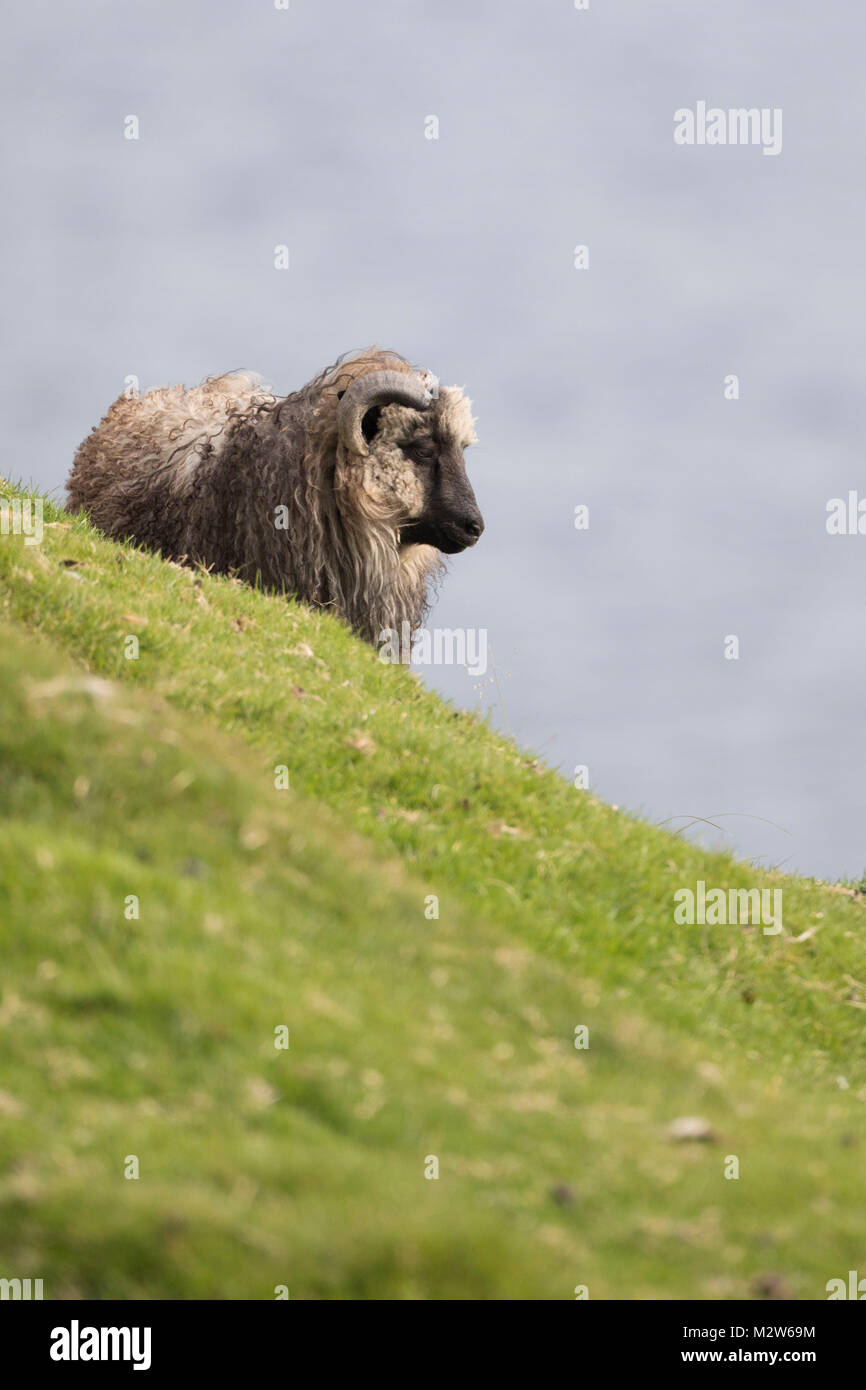 Faeroese islands hi-res stock photography and images - Alamy