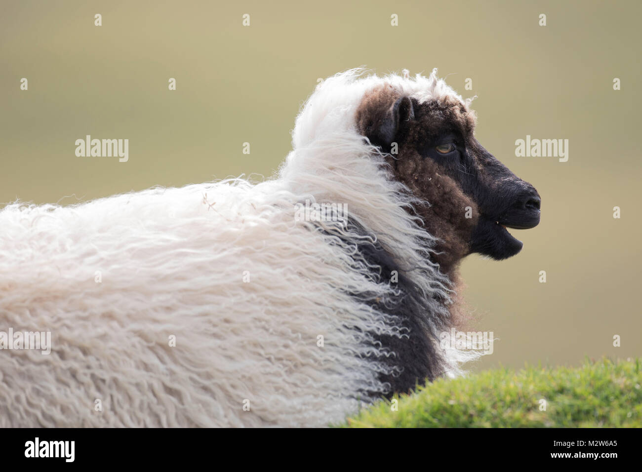 Faeroese islands hi-res stock photography and images - Alamy