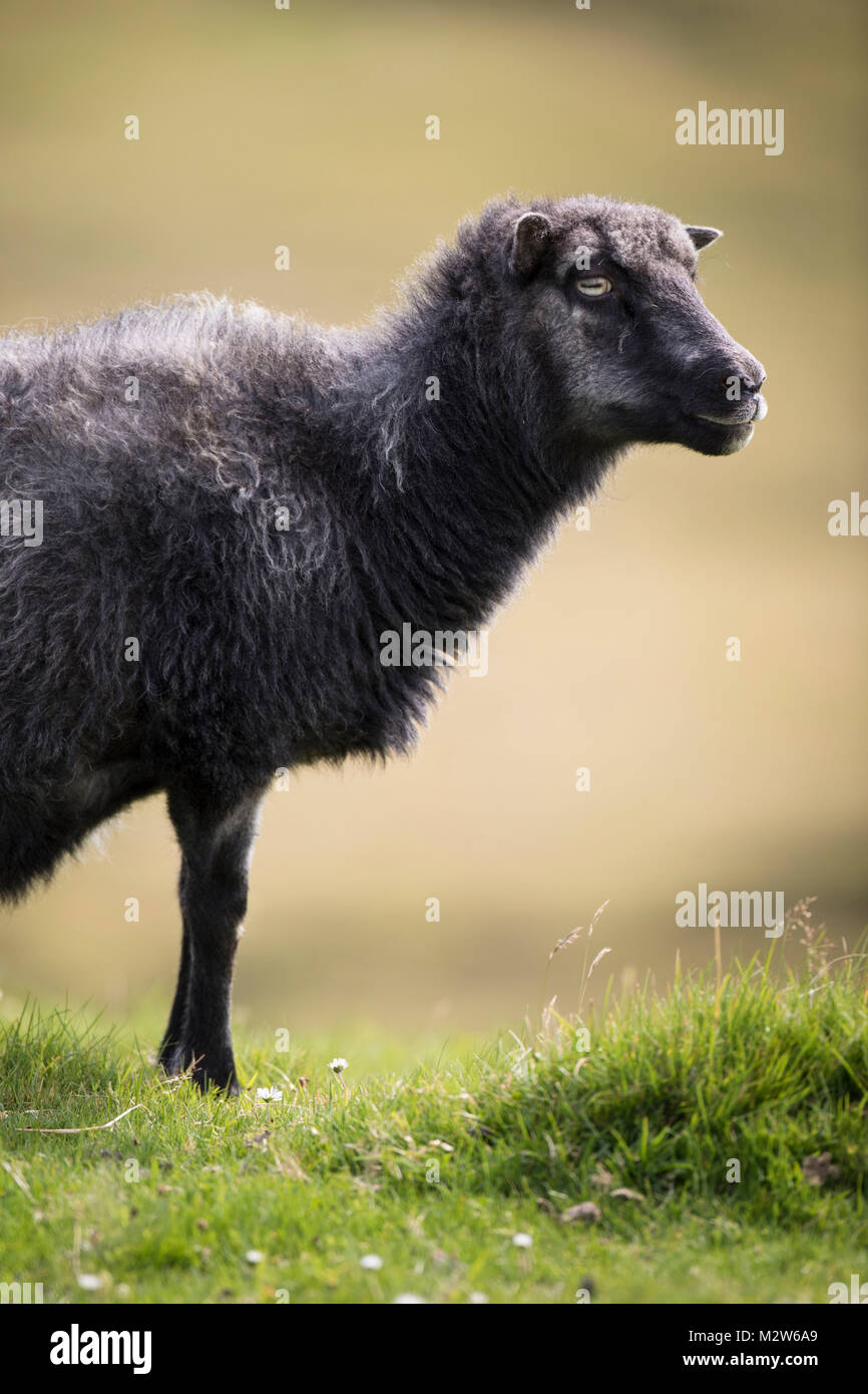 Faeroese islands hi-res stock photography and images - Alamy