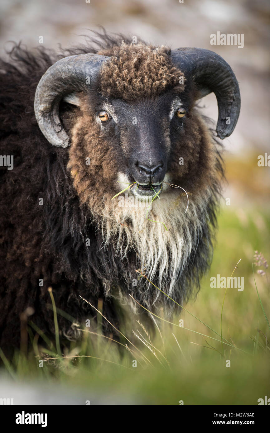 Sheep, Faeroese, portrait Stock Photo - Alamy