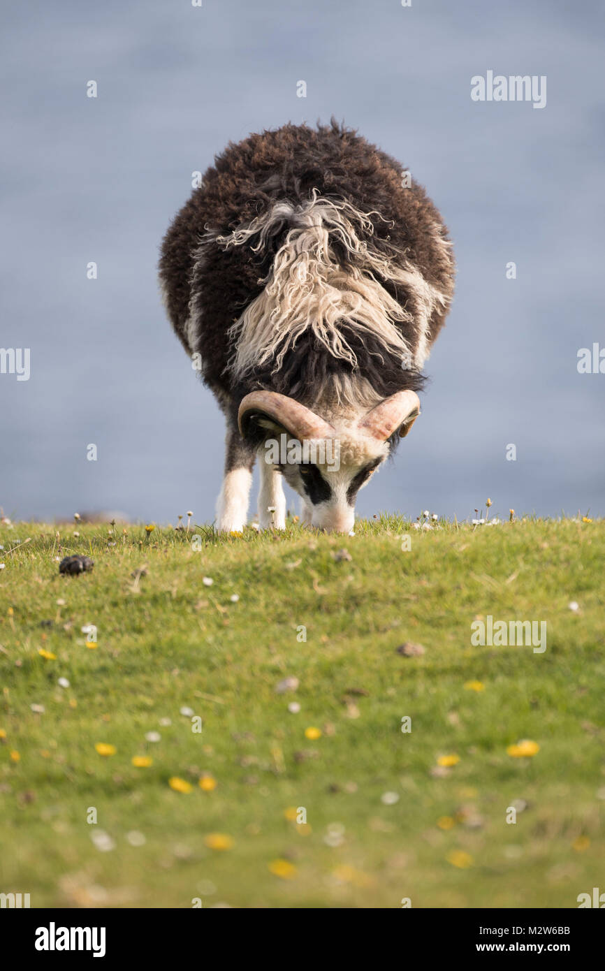 Faeroese islands hi-res stock photography and images - Alamy