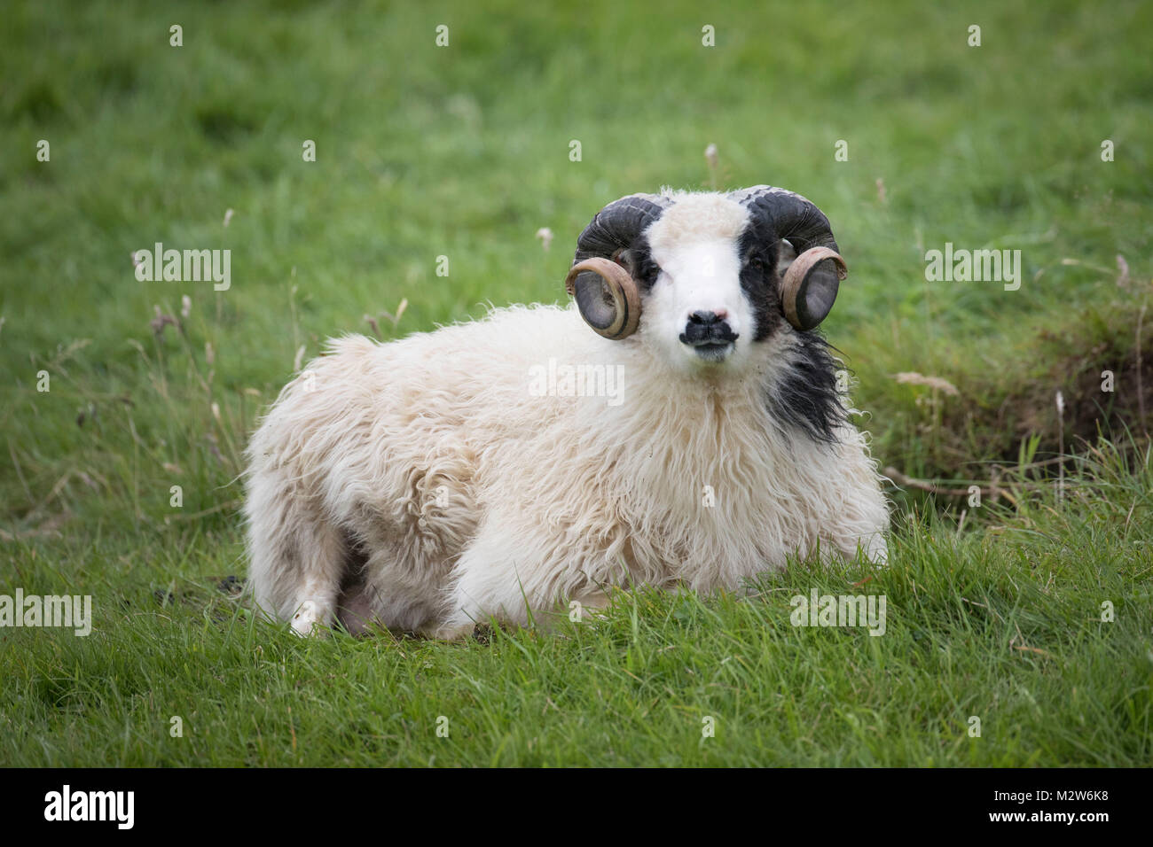 Faeroese islands hi-res stock photography and images - Alamy