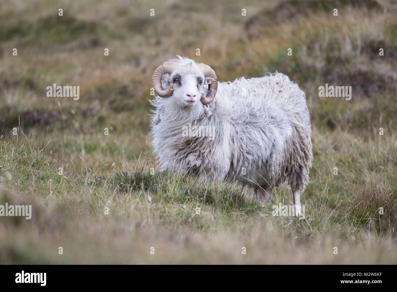 Faeroese islands hi-res stock photography and images - Alamy