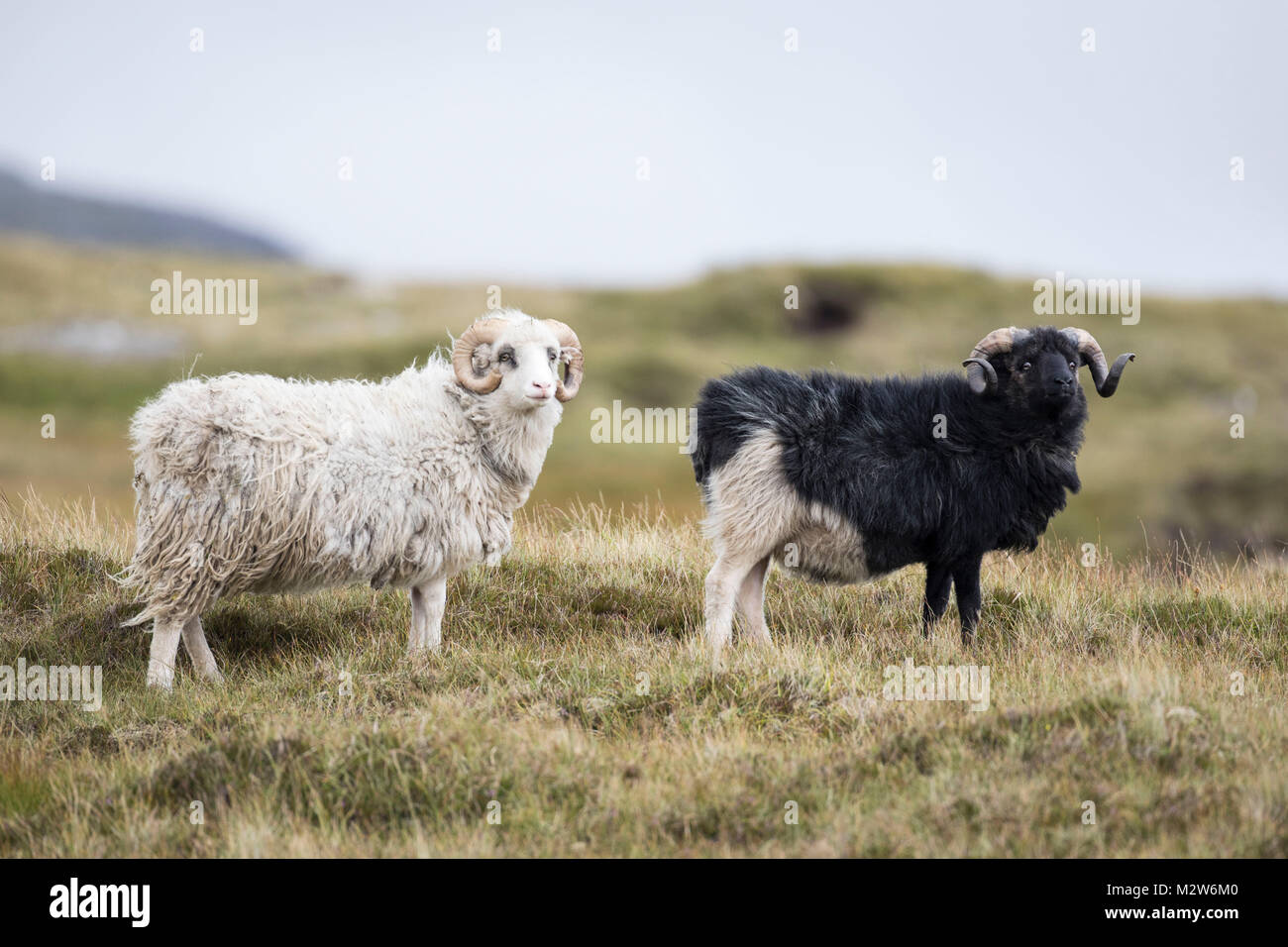 Two wild sheep hi-res stock photography and images - Alamy