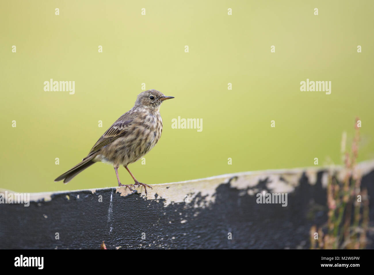 titlark, Anthus pratensis Stock Photo - Alamy