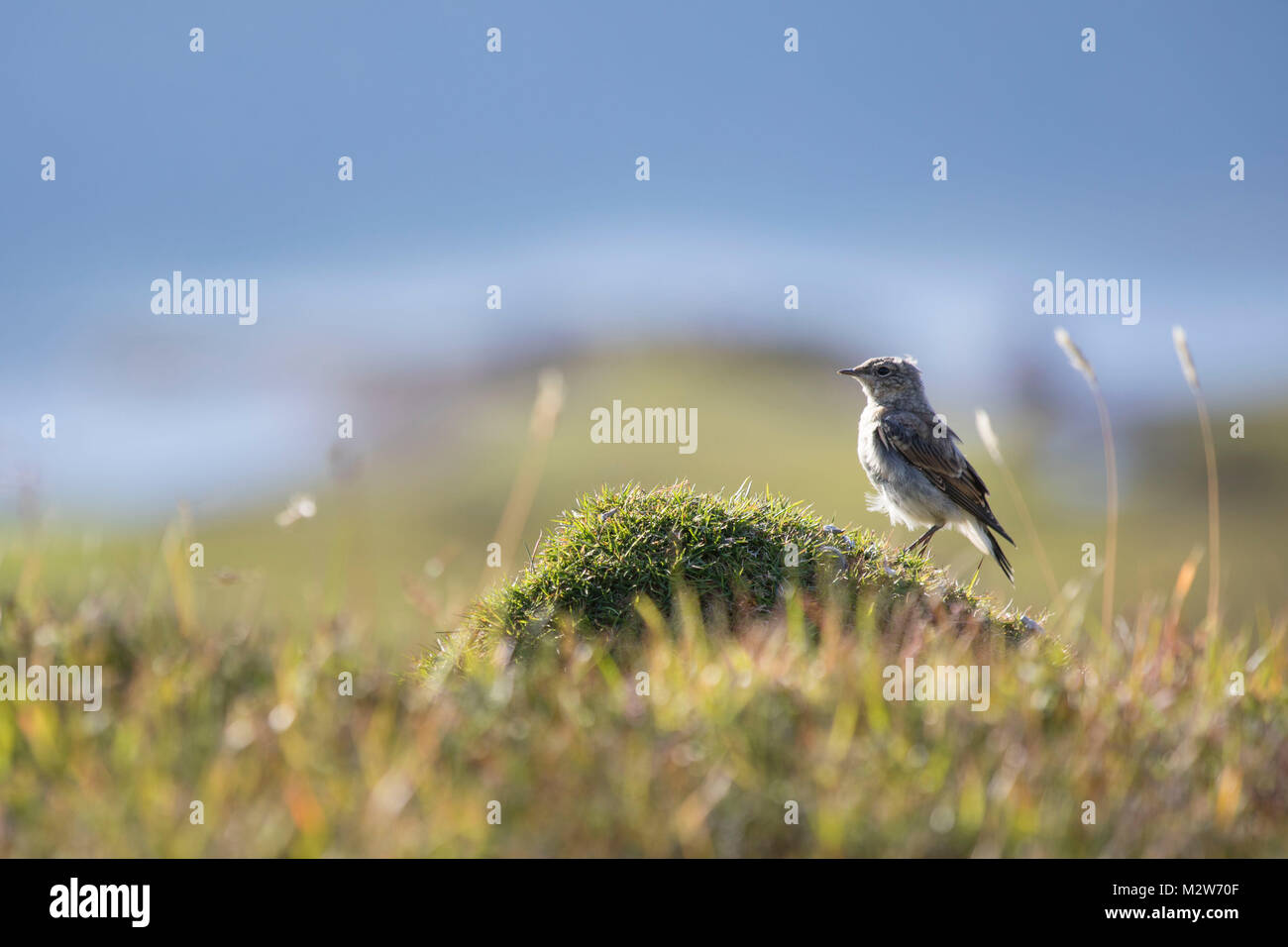 Juvenile wheatear oenanthe oenanthe hi-res stock photography and images ...