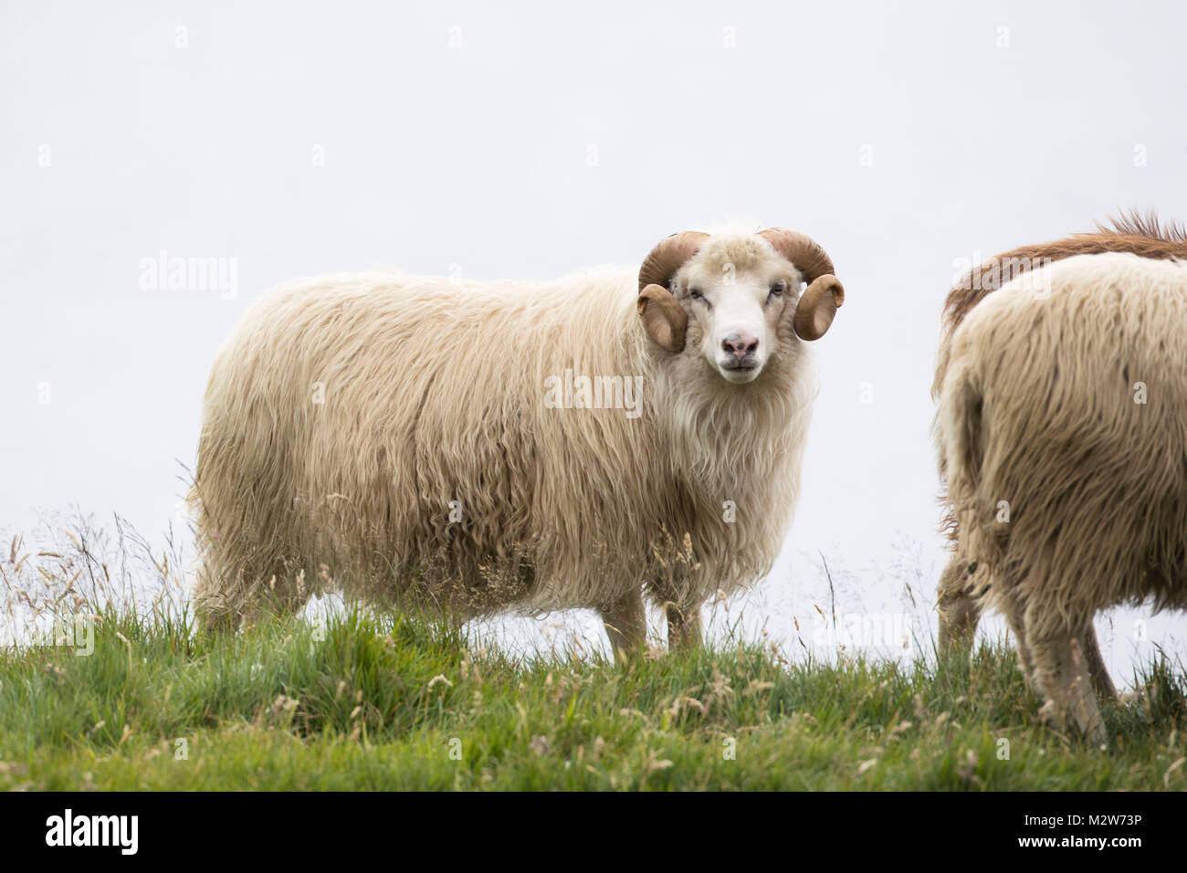 Faeroese islands hi-res stock photography and images - Alamy