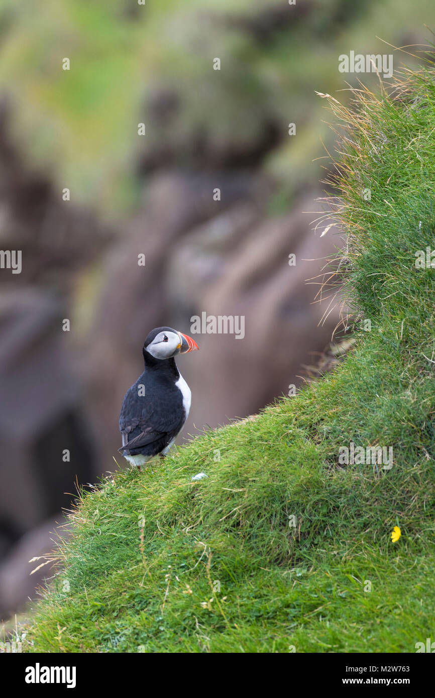 puffin, Fratercula arctica, Faeroese, individual Stock Photo - Alamy