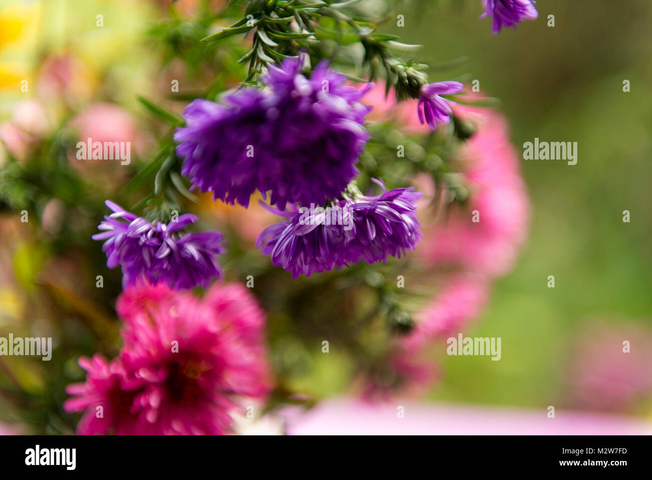 Colourful garden shrub hi-res stock photography and images - Alamy
