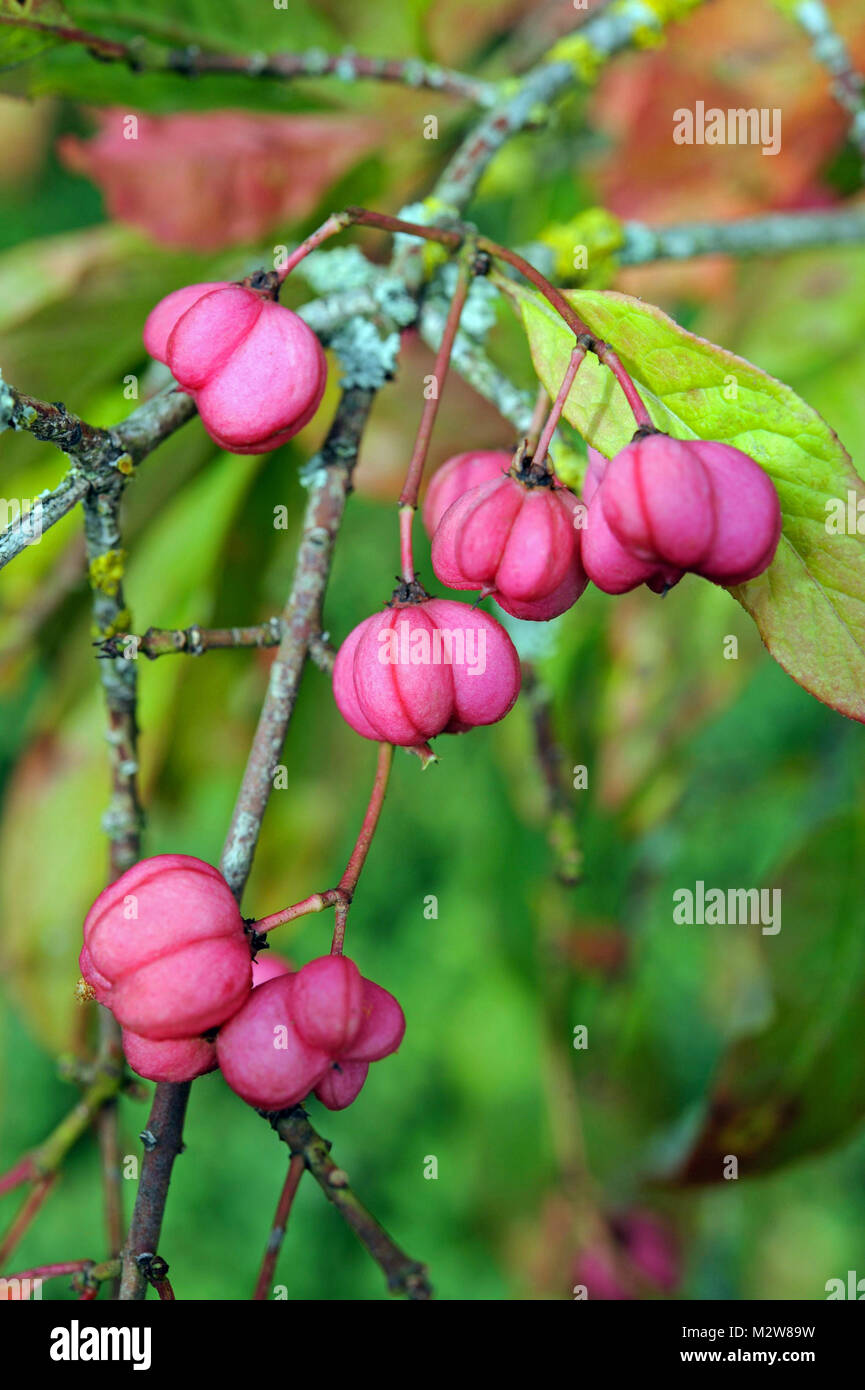 fruity branch of the European spindle, Euonymus europaea, autumn ...