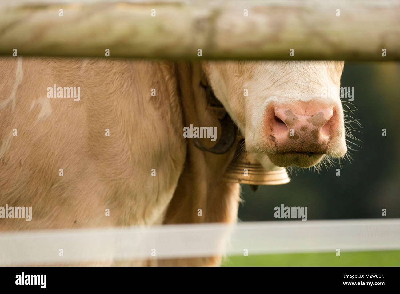 Cow Bell High Resolution Stock Photography and Images - Alamy