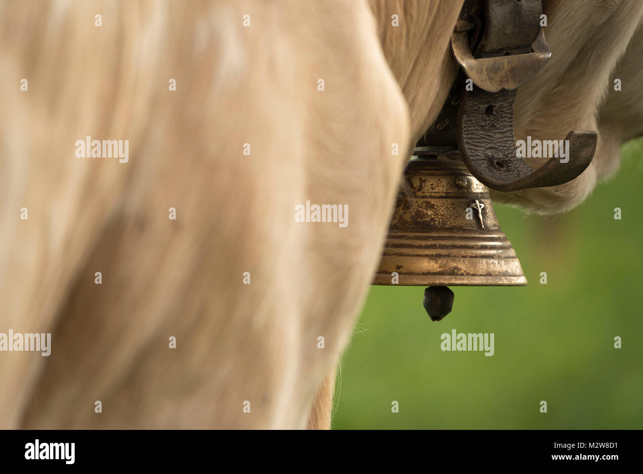 Cow with bell Stock Photo - Alamy
