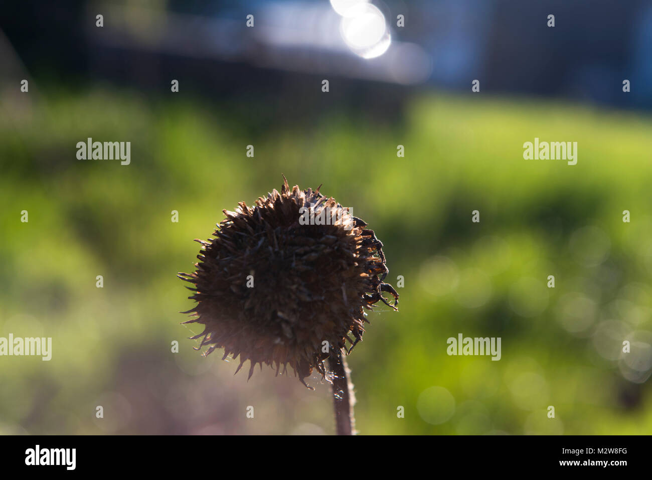 Dead sunflower hi-res stock photography and images - Alamy