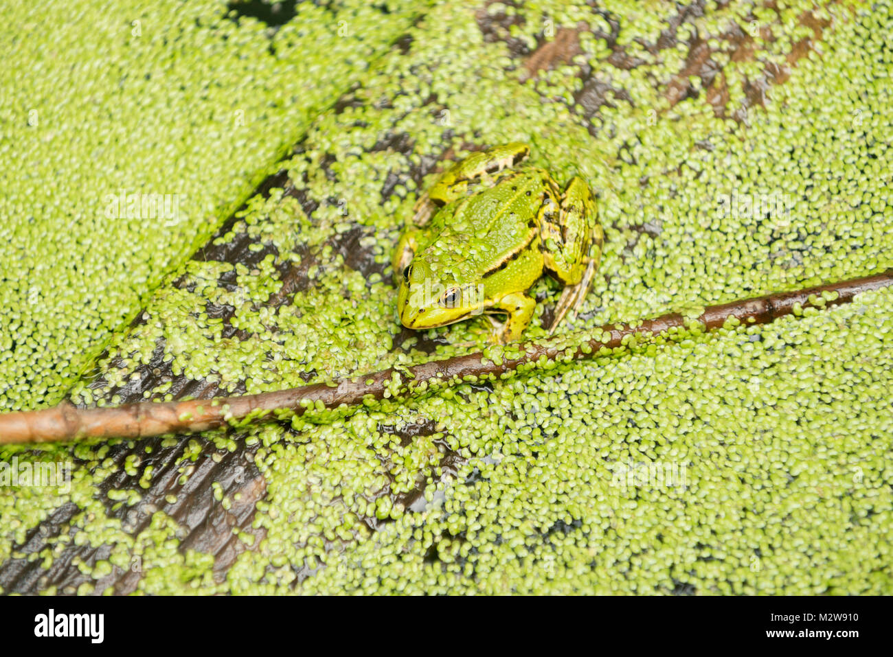 Germany, green frog, Rana esculenta Stock Photo - Alamy