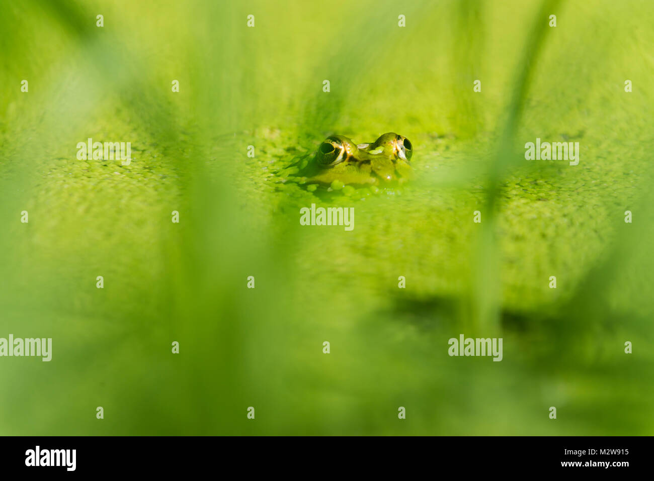 Germany, green frog, Rana esculenta Stock Photo - Alamy