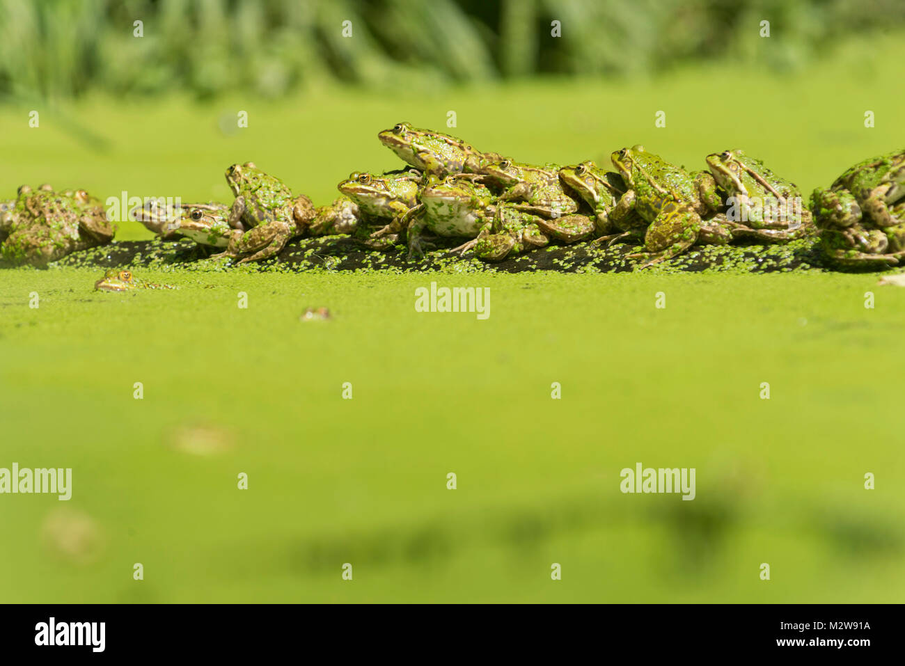 Germany, green frog, Rana esculenta Stock Photo - Alamy