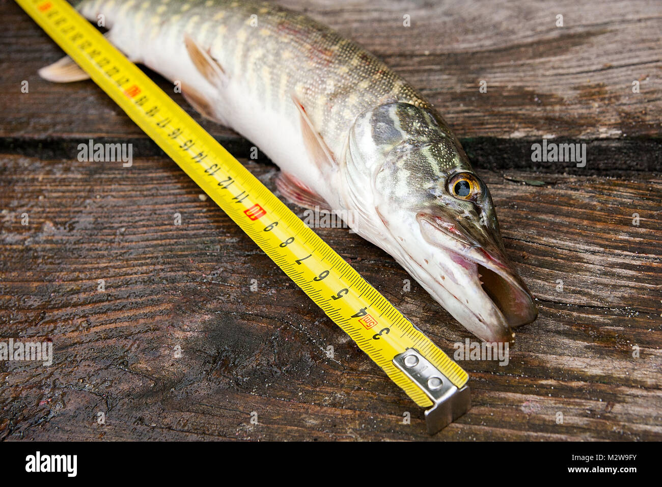 Freshwater Northern pike fish know as Esox Lucius and tape-measure ...