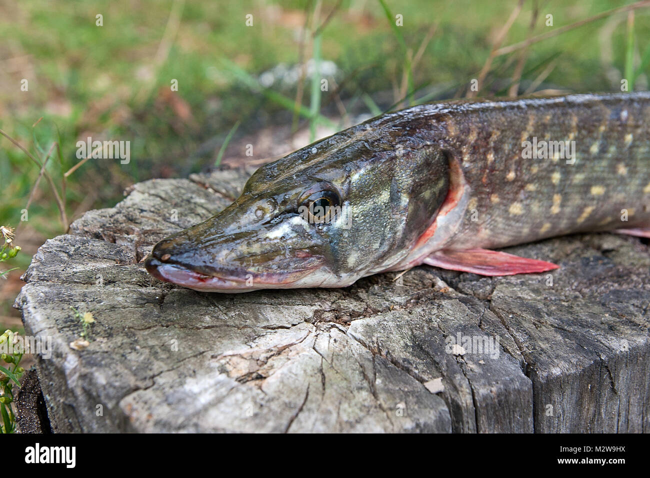 Freshwater Northern pike fish know as Esox Lucius lying on a wooden ...