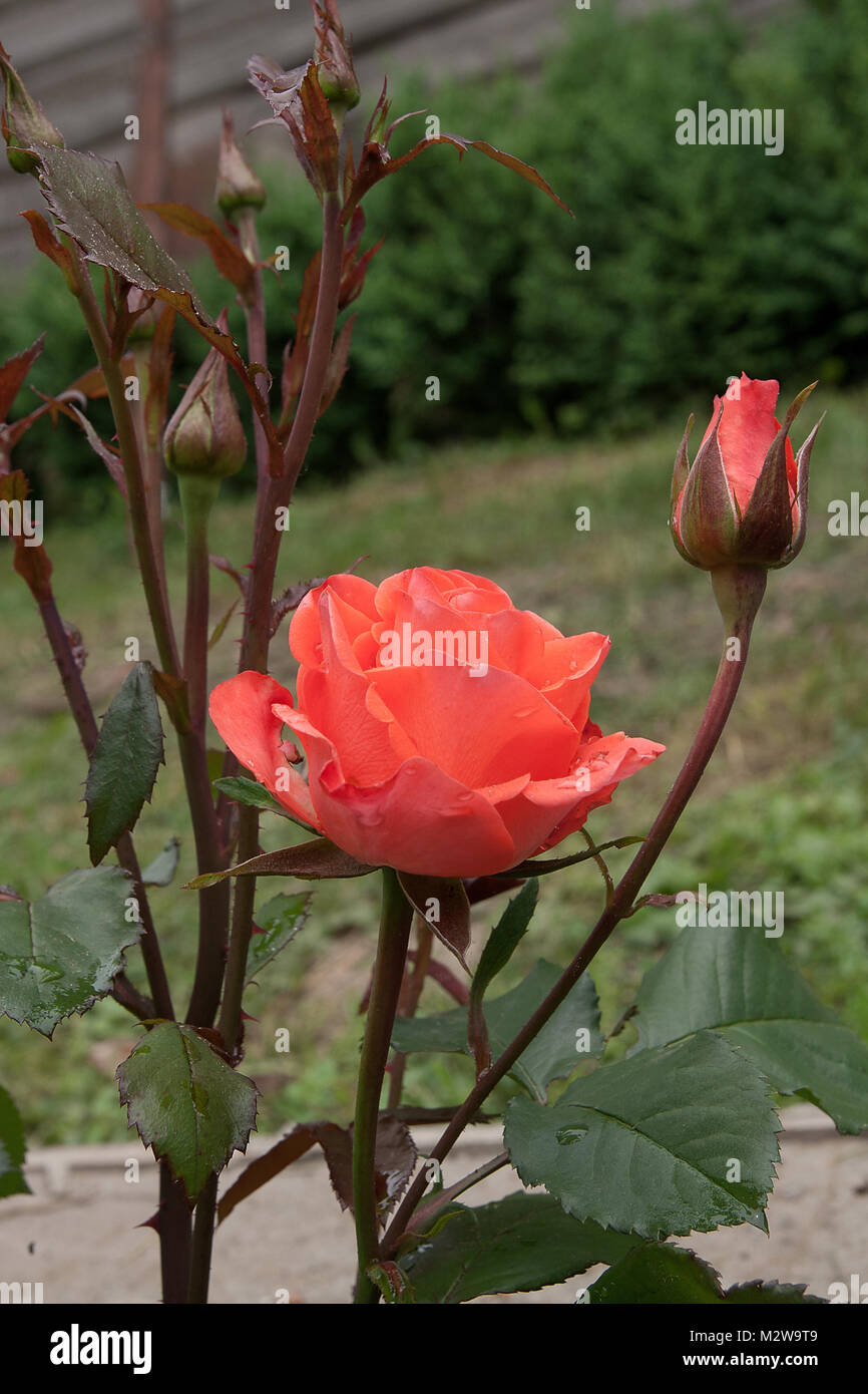 Red flower pedals hi-res stock photography and images - Alamy