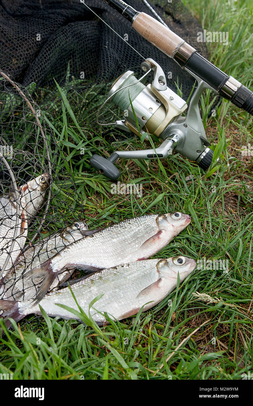 Just taken from the water freshwater two white-eye bream species of the ...