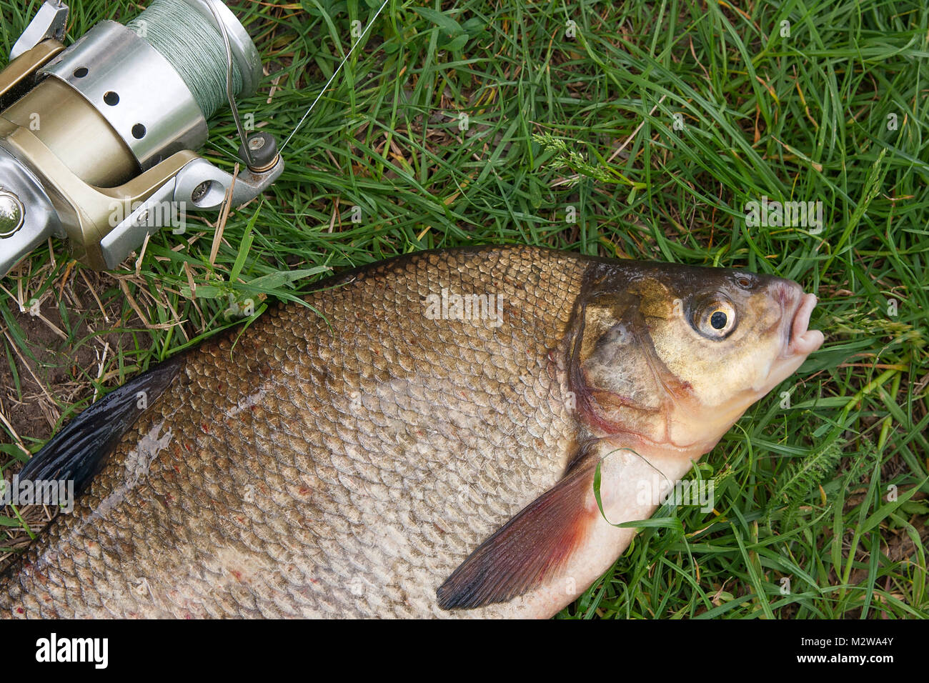 Close up view of just taken from the water big freshwater common bream ...