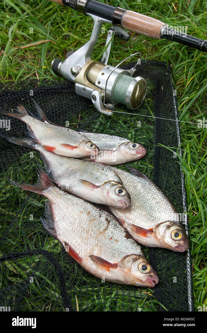 Just taken from the water freshwater fish white bream or silver fish ...