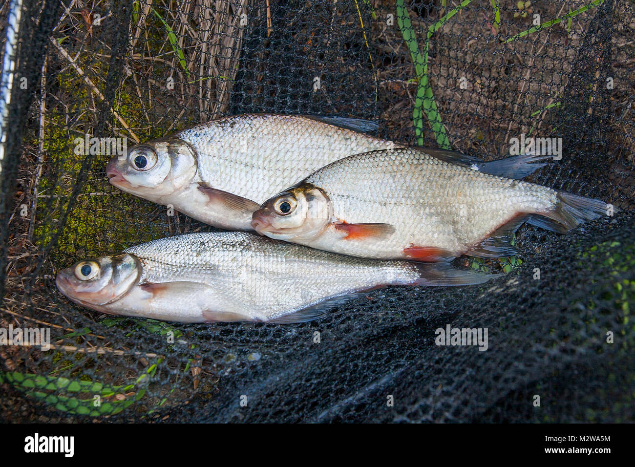 Just taken from the water freshwater fish white bream or silver fish ...