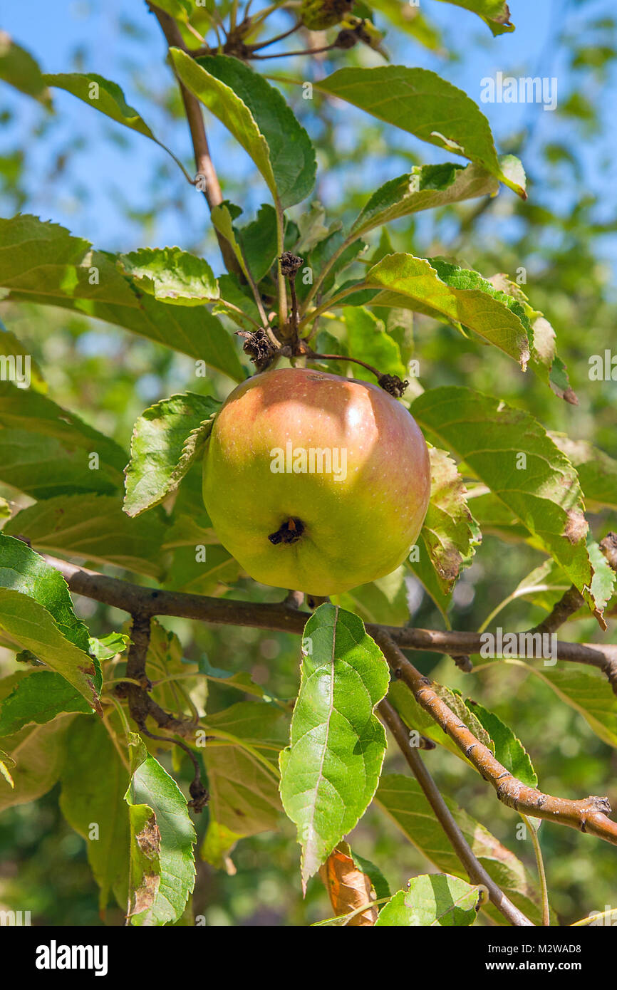 Close up of the tree branch with ripe organic apple on branch, fruit on ...