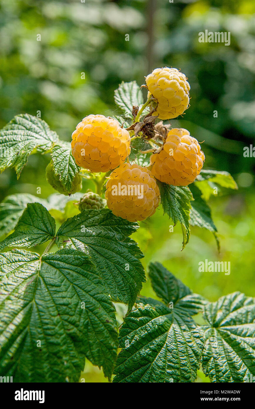 Summer raspberry yellow leaves hi-res stock photography and images - Alamy