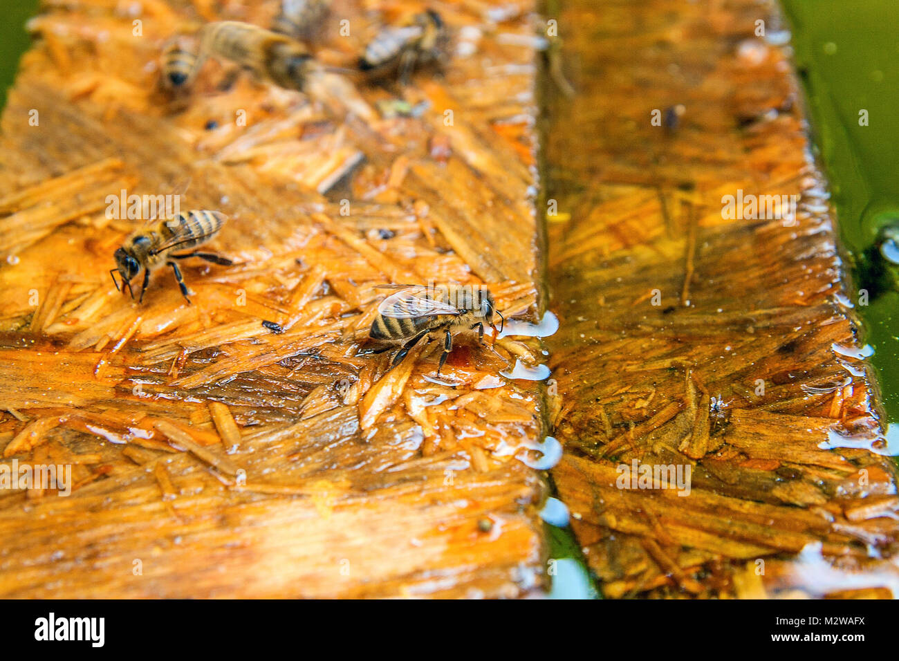 Busy bees, close up view of the working bees. Wooden plank floating on ...