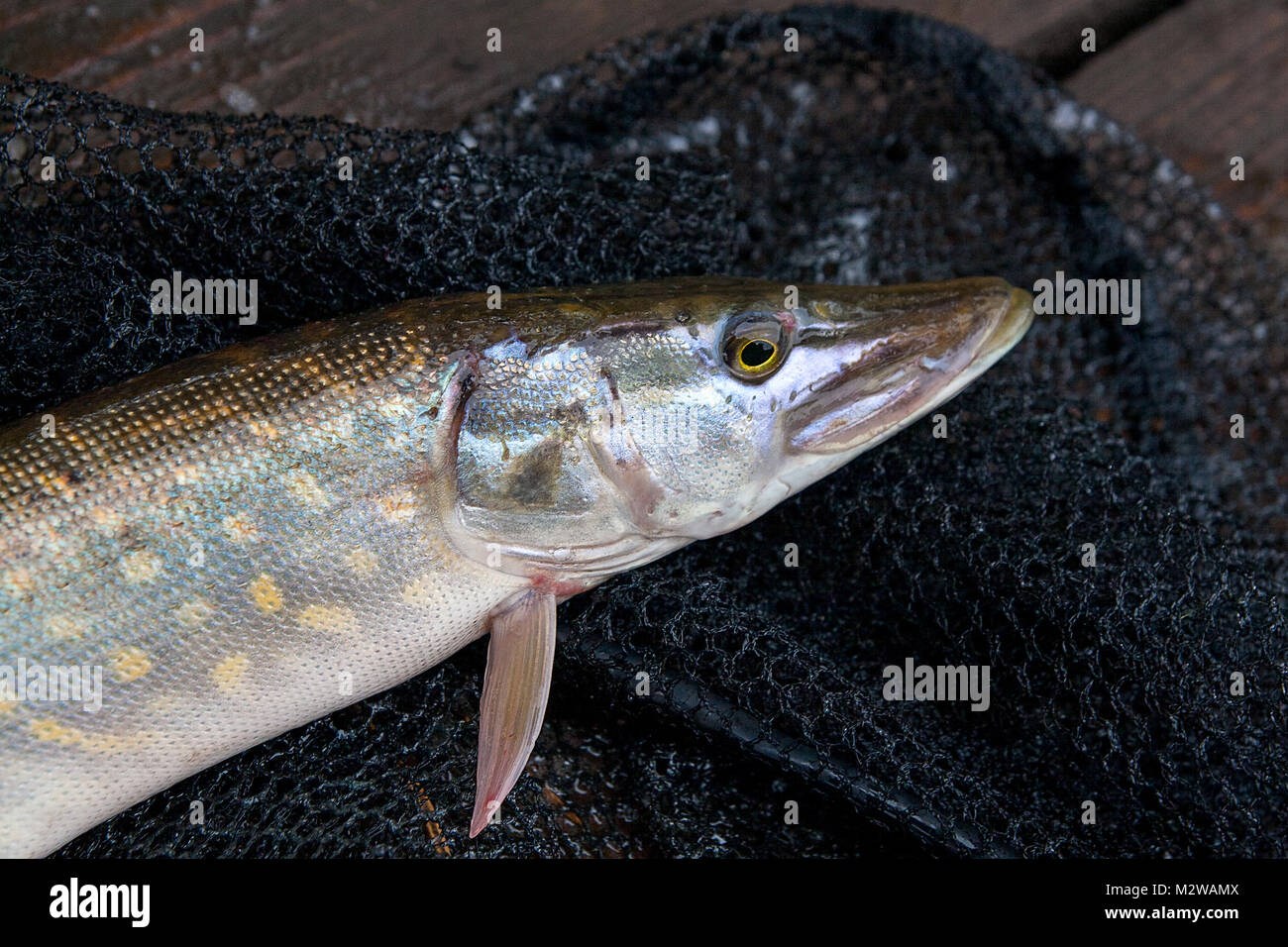 Freshwater Northern pike fish know as Esox Lucius lying on black ...