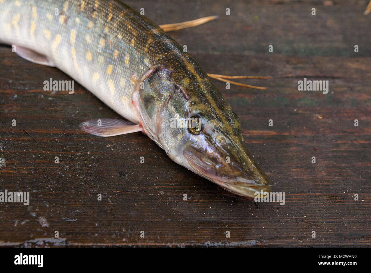 Freshwater Northern pike fish know as Esox Lucius on vintage wooden ...