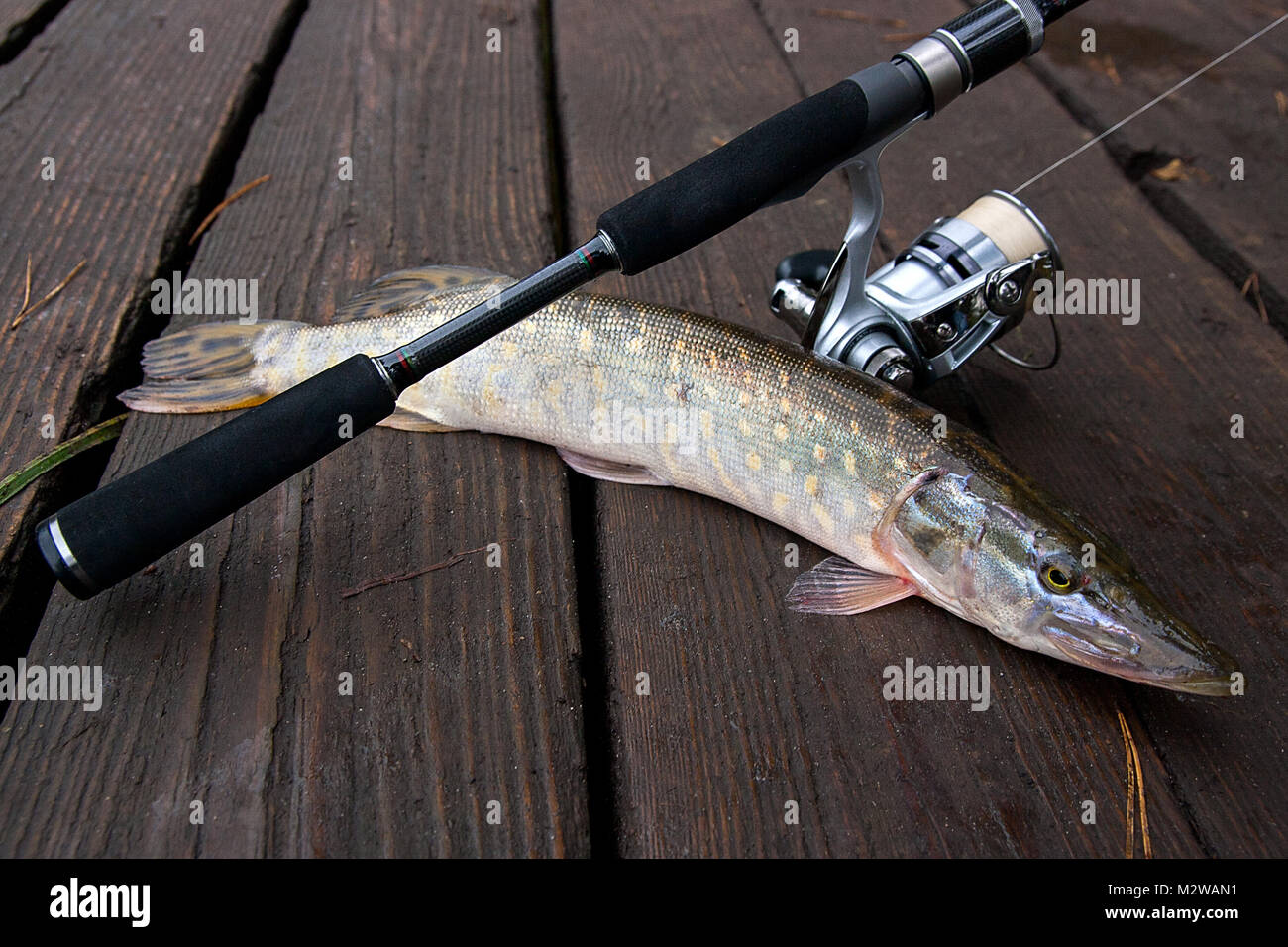 Freshwater Northern pike fish know as Esox Lucius and fishing rod with ...