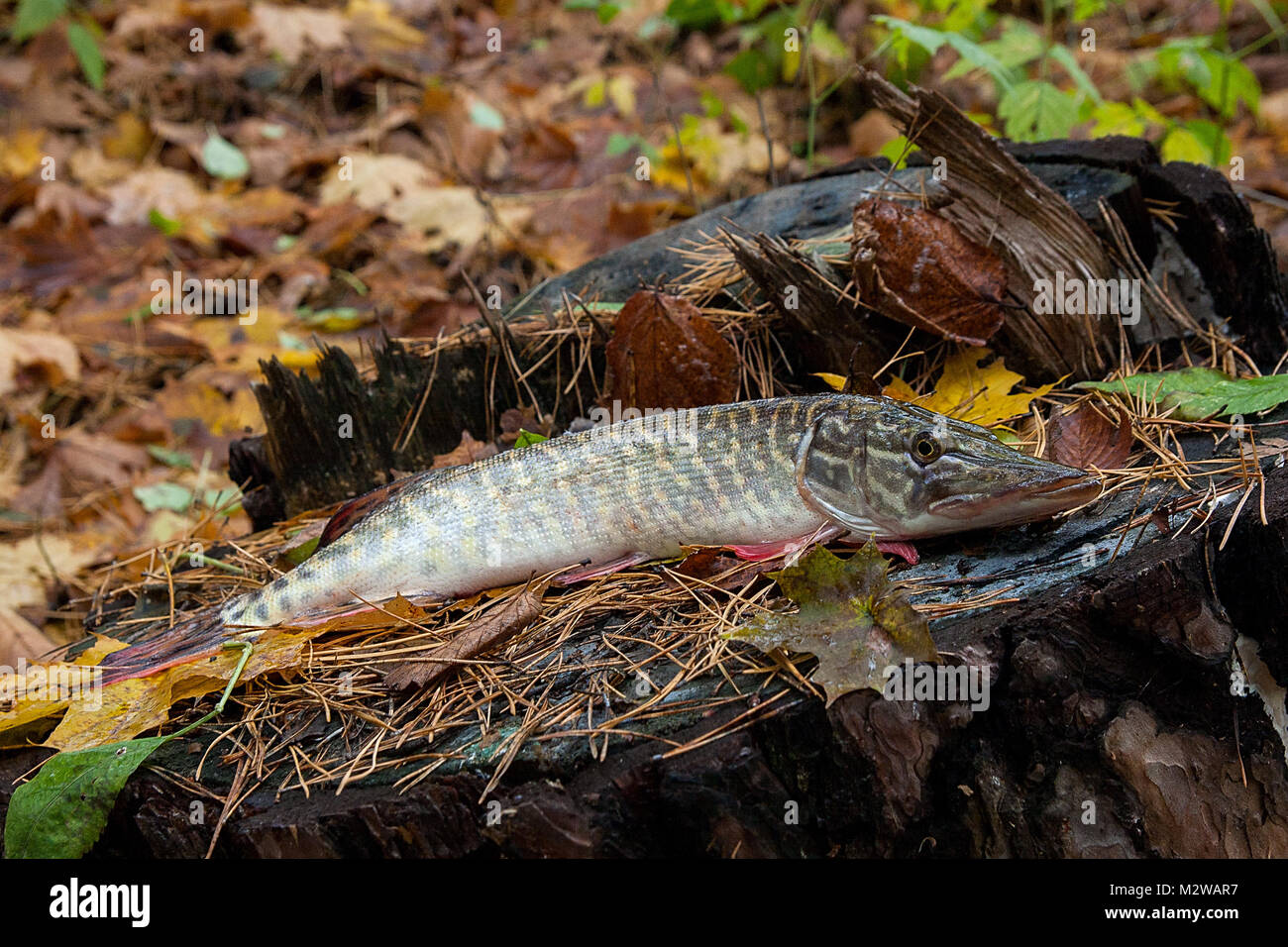 Freshwater Northern pike fish know as Esox Lucius lying on a wooden ...
