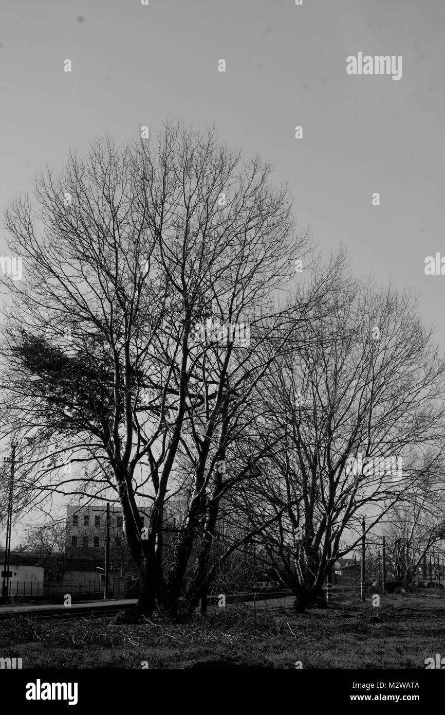 Horroristic tree hi-res stock photography and images - Alamy