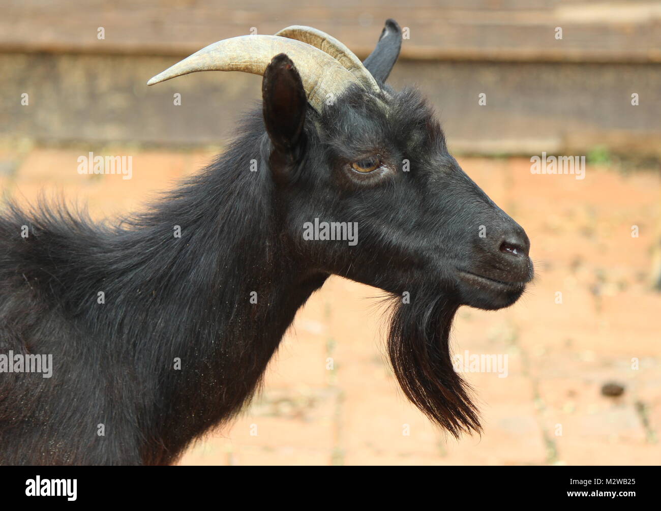 Bily hi-res stock photography and images - Alamy