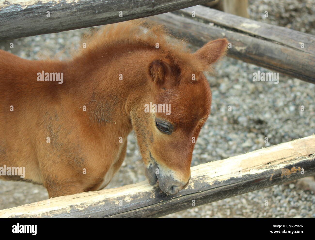 Pony at zoo hi-res stock photography and images - Alamy