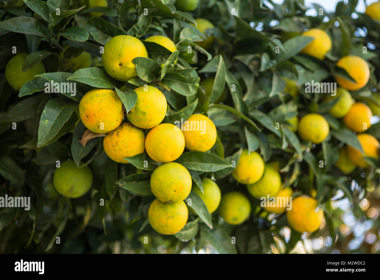 Organic orange tree Stock Photo - Alamy