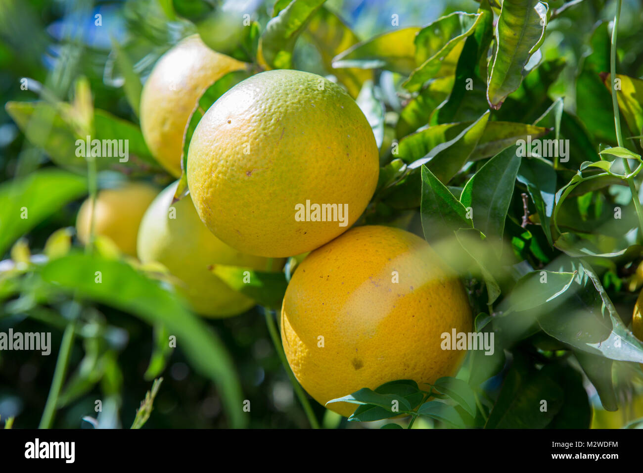 Organic orange tree Stock Photo - Alamy