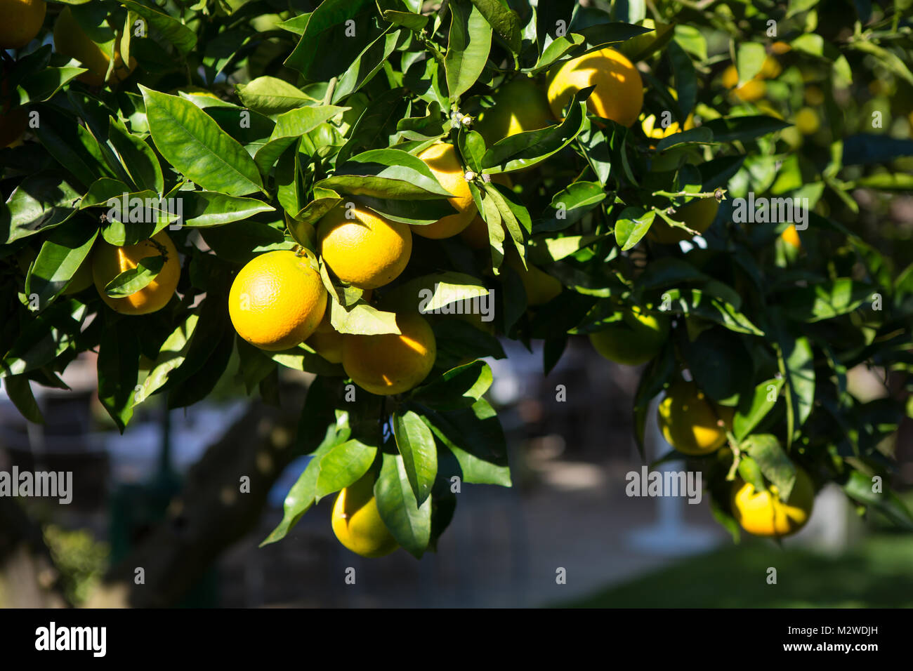 Organic orange tree Stock Photo - Alamy